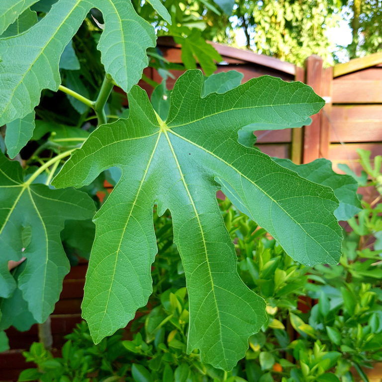 Brunswick - Ficus Carica